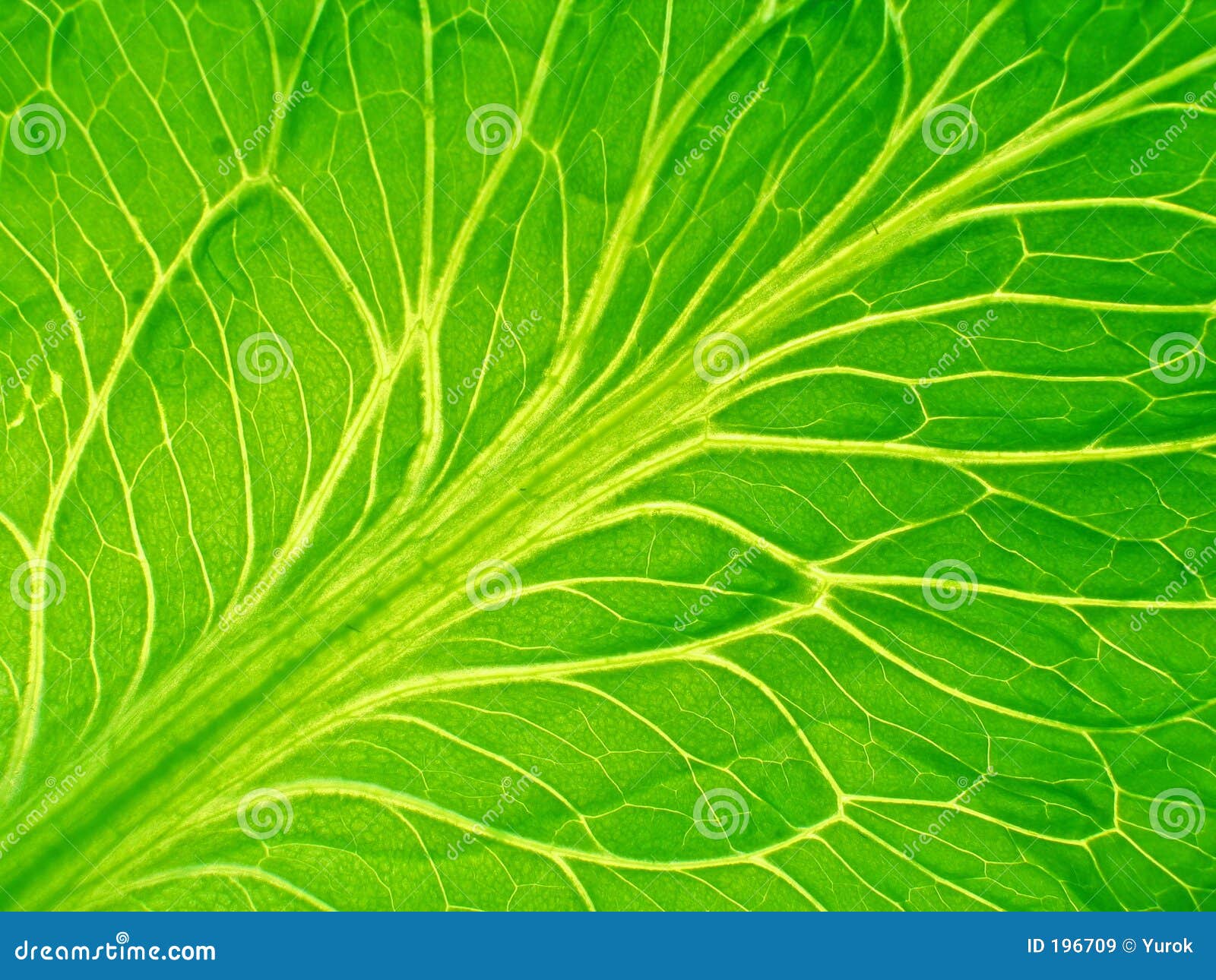 Gedetailleerd Blad Van Salade Stock Afbeelding - Image of textuur ...