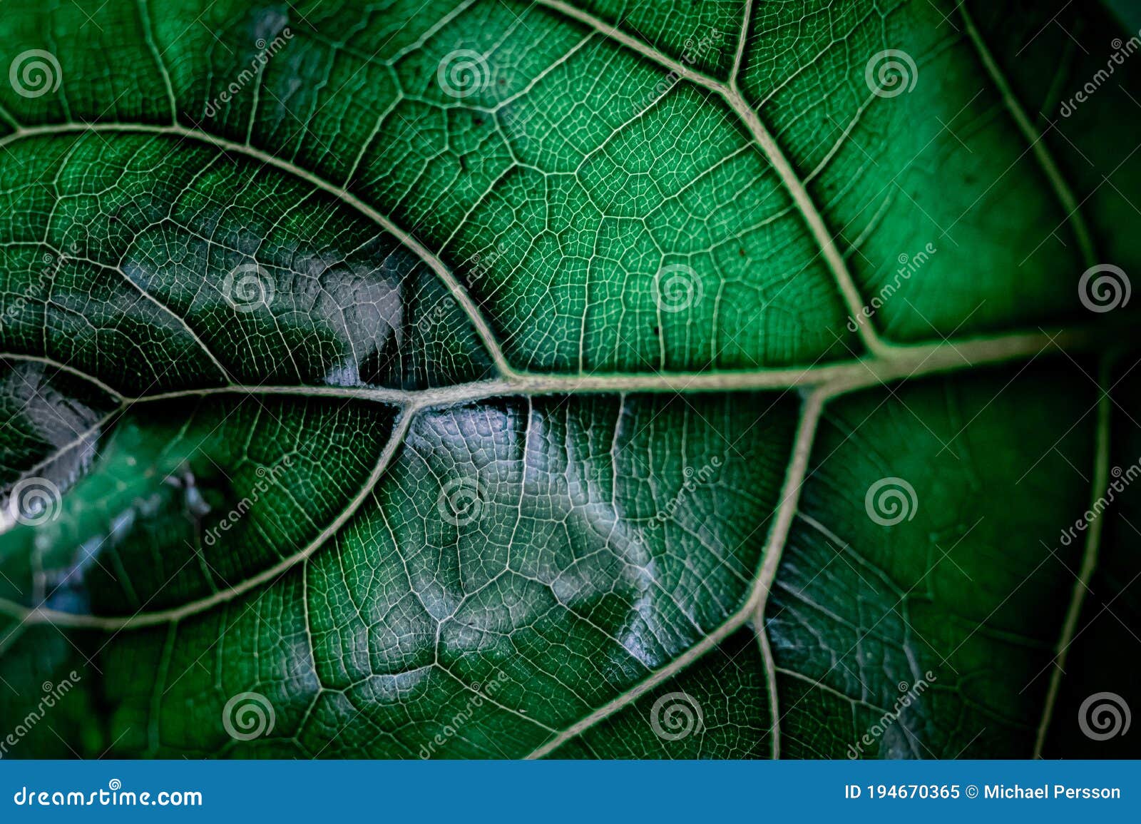 Gedetailleerde Structuur Van Een Groen Blad in Abstracte Vorm Stock ...