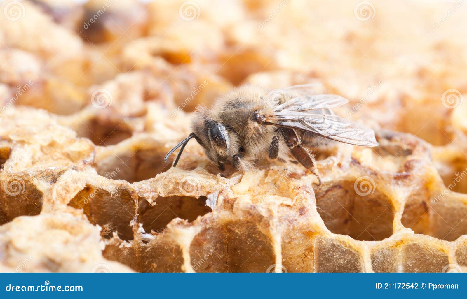 Gee stock photo. Image of insect, honey, close, closeup - 21172542