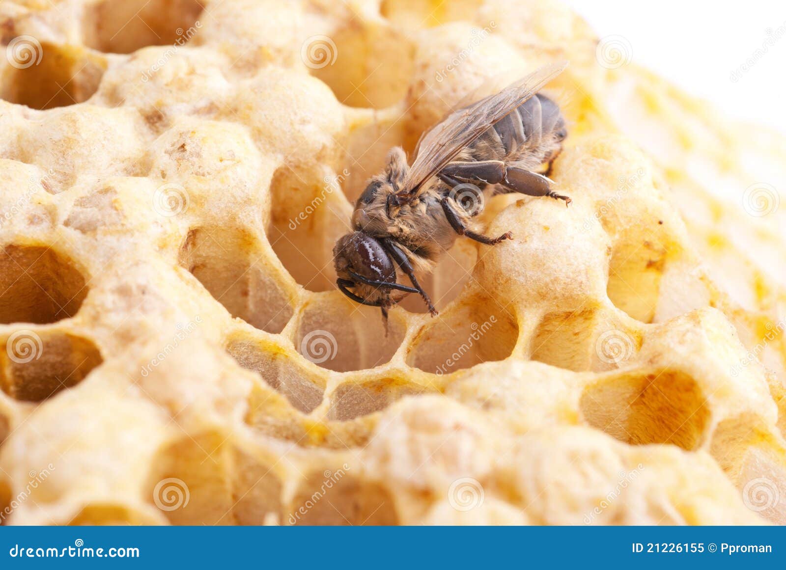 Gee stock image. Image of closeup, hive, food, drone - 21226155