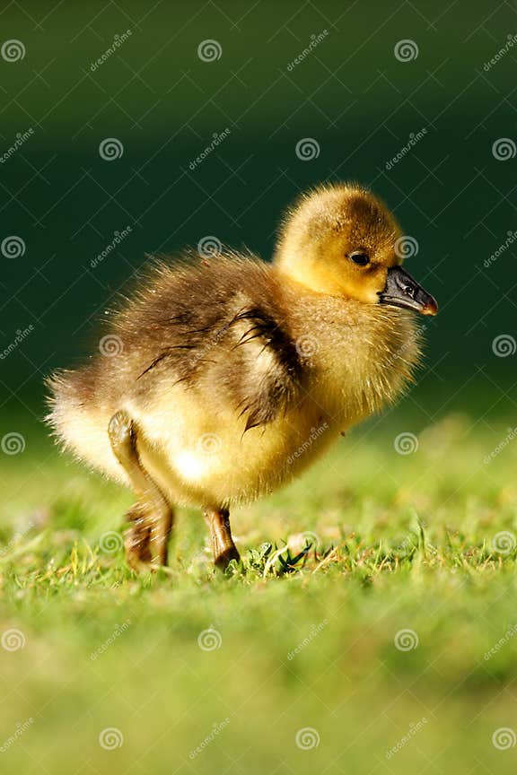 Geece stock image. Image of animal, wildlife, young, birds - 7382245