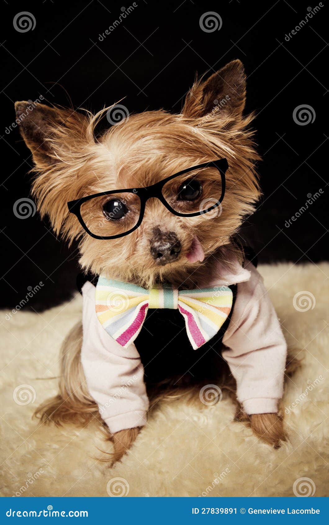 Geek Yorkshire Terrier dog stock image. Image of yorkie - 27839891