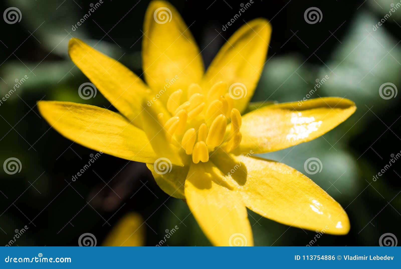 Geel stock foto. Image of hoofd, geel, schot, bloem - 113754886