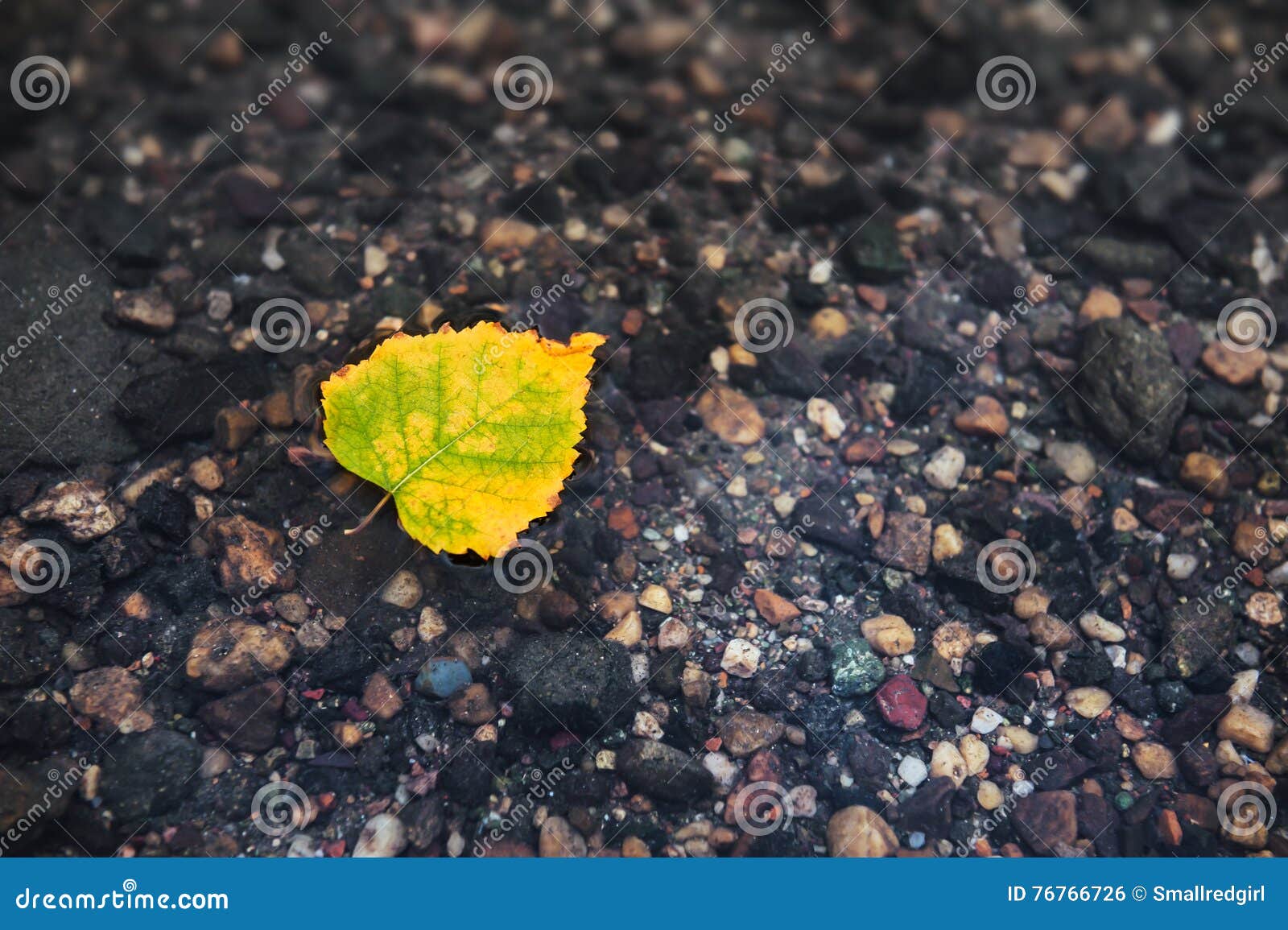 Geel De Herfstblad Op Het Water Stock Foto - Image of openlucht ...