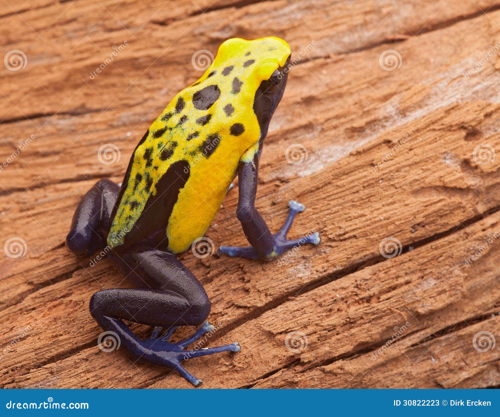 Geel De Kikker Giftig Dier Van Het Vergiftpijltje Stock Afbeelding ...