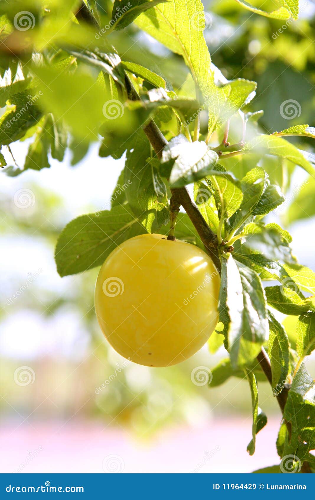 Geel De Pruimfruit Van De Mirabel in Zijn Boom Stock Afbeelding - Image ...