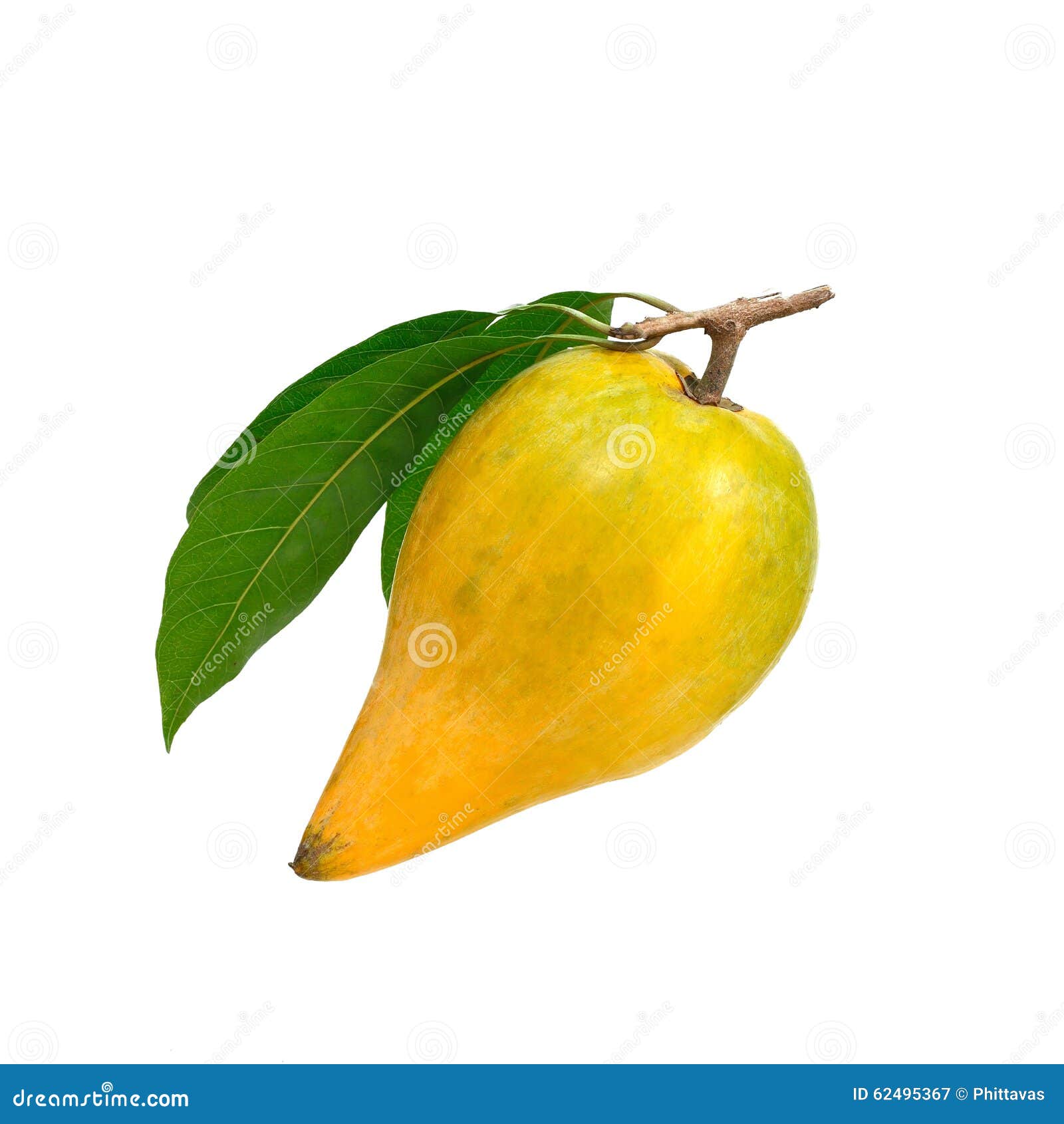 Geel Fruit Op Witte Achtergrond, Verse Pouteria-campechianatro Stock ...