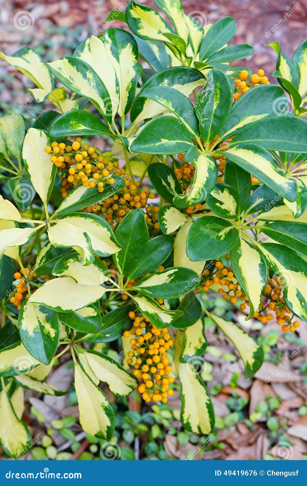 Geel Fruit Van Dwergschefflera, Arboricola Stock Foto - Image of ...
