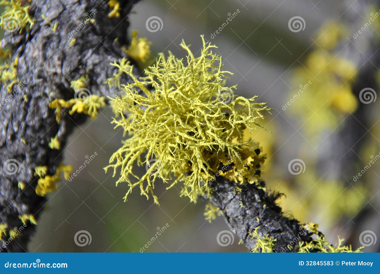 Geel Gekleurd Korstmos Op Een Boomtak Stock Afbeelding - Image of ...