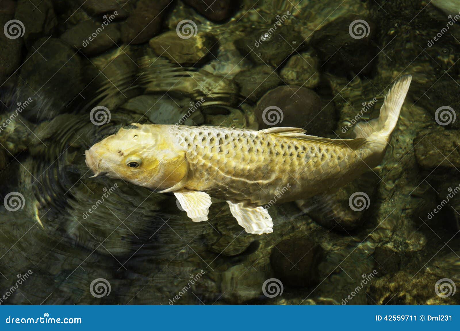 Geel Koi Fish stock afbeelding. Image of karper, kleurrijk - 42559711