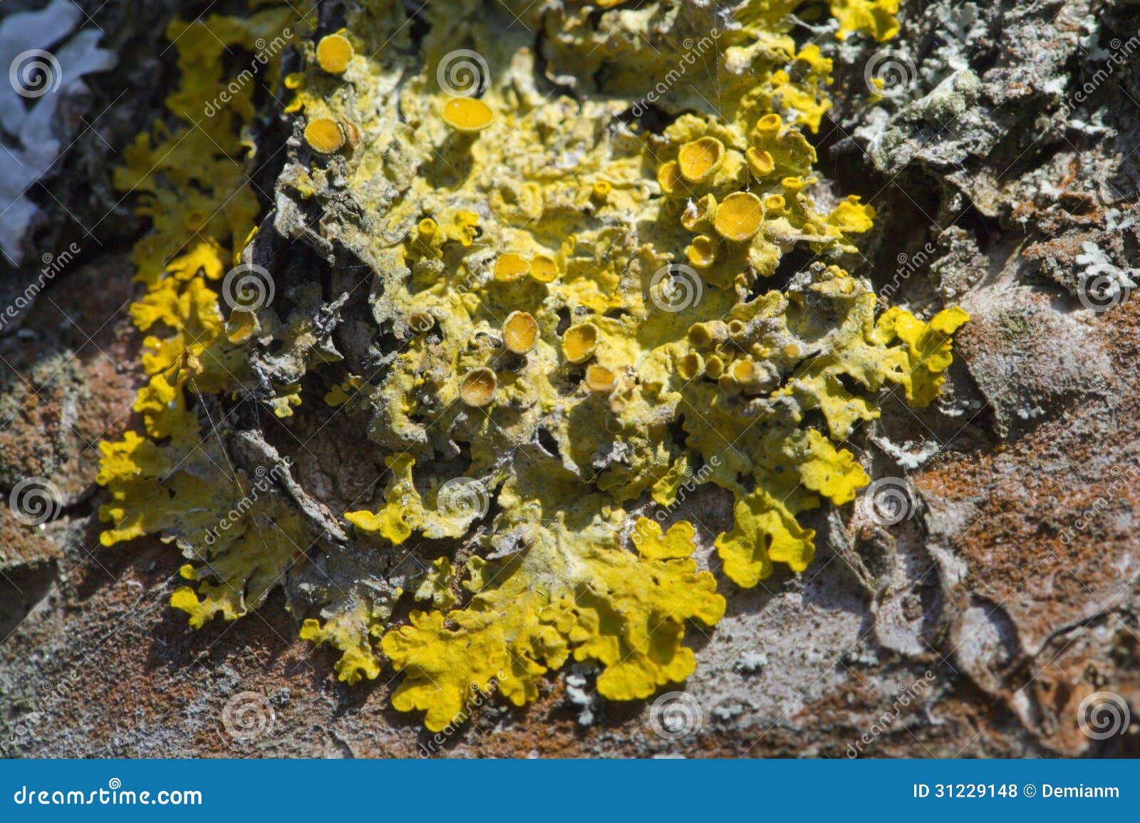 Geel korstmos stock foto. Image of mening, geel, macro - 31229148