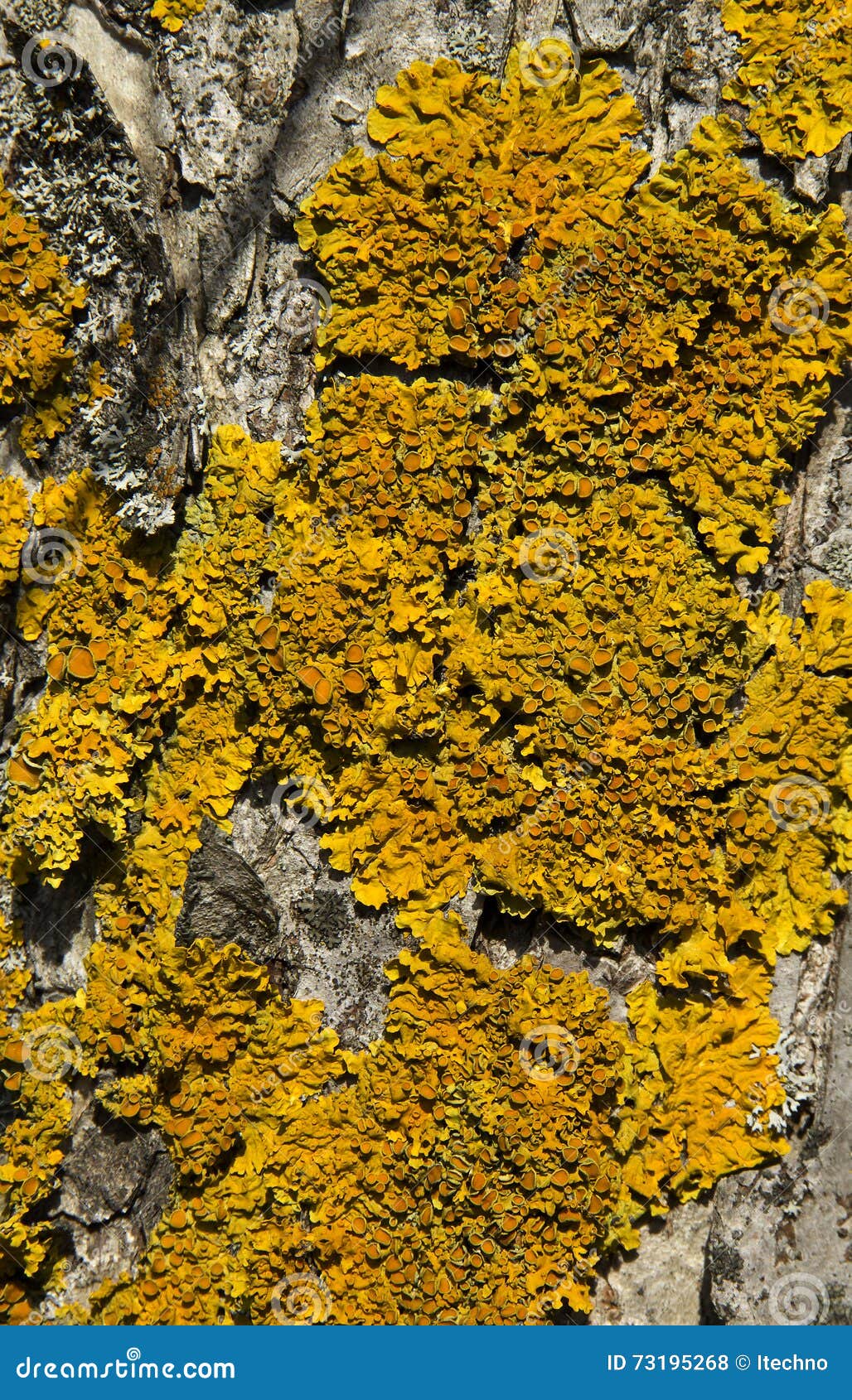 Geel Korstmos Op Een Boomschors Stock Foto - Image of nave, geel: 73195268