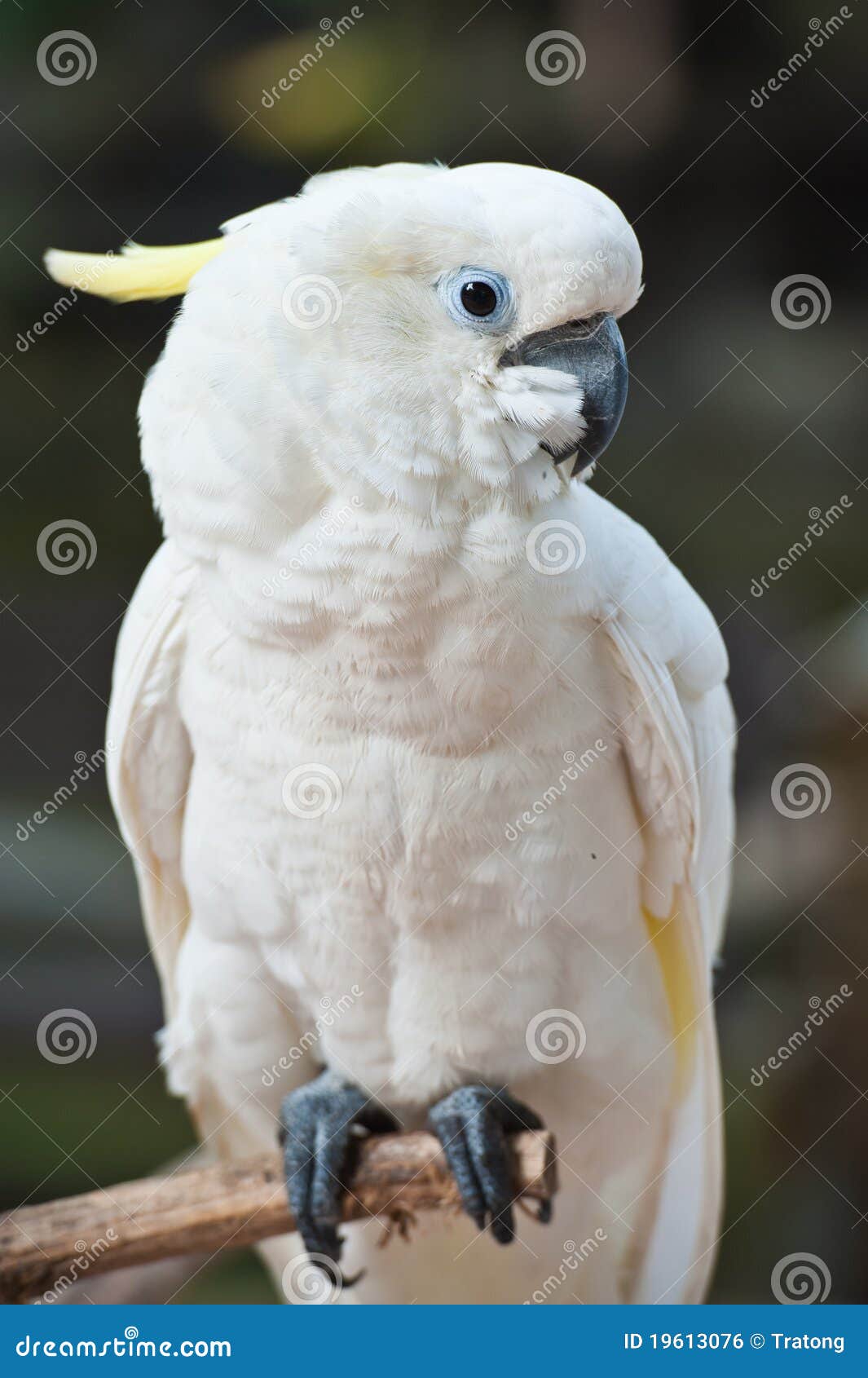 Geel-kuif Kaketoe stock foto. Image of portret, veer - 19613076