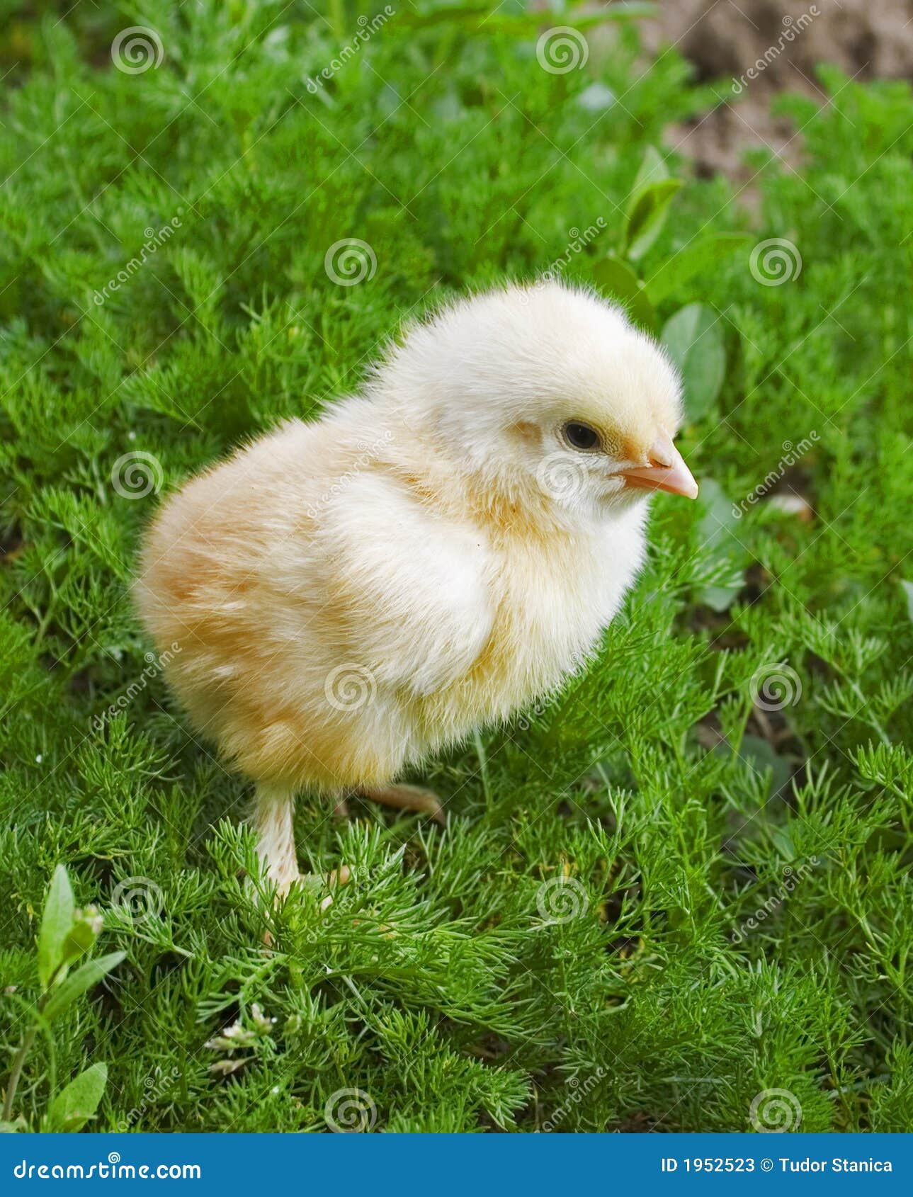 Geel Kuiken Op Groen Gras Picture. Image: 1952523