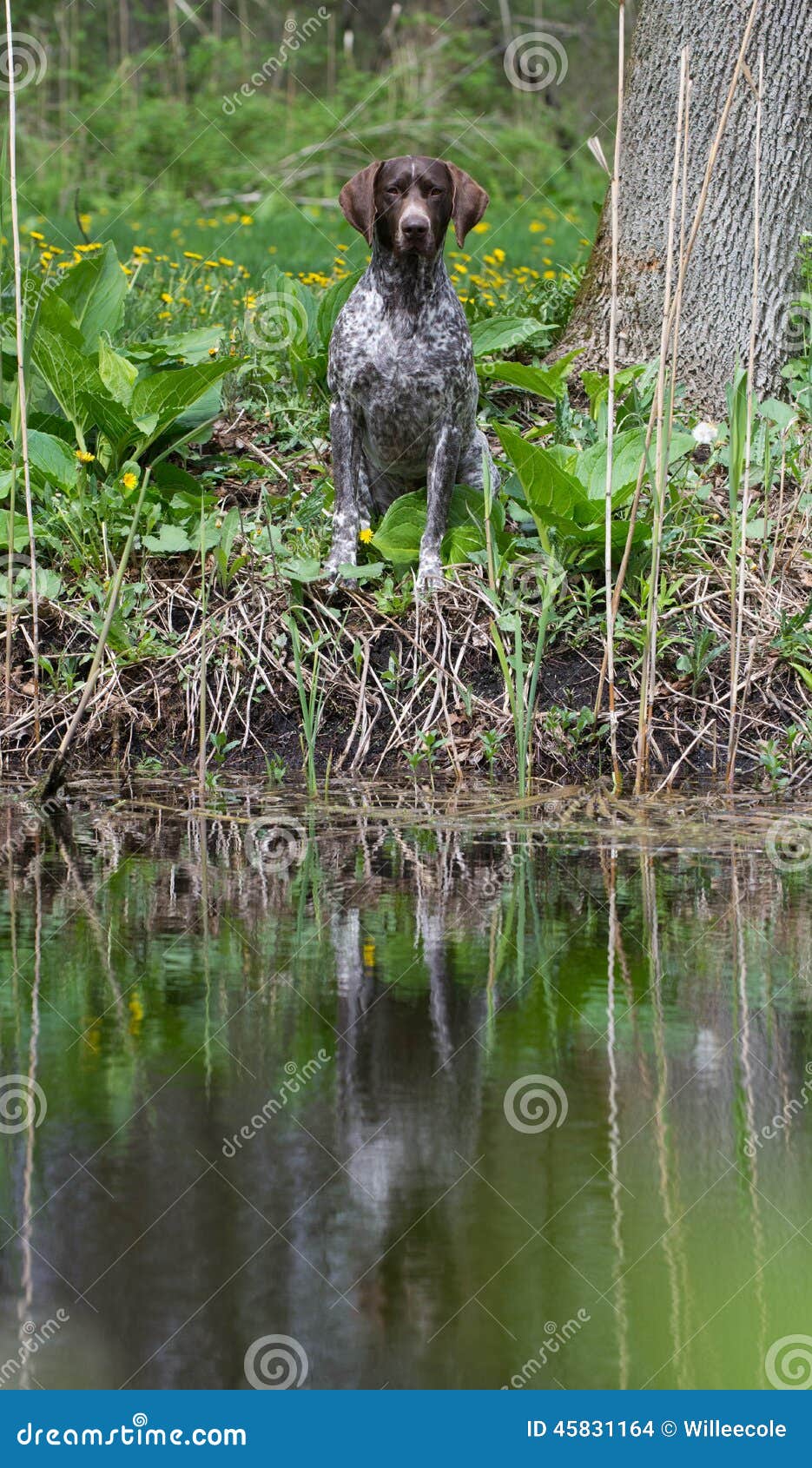 Geel Labrador Op De Witte Achtergronden Stock Foto - Image of vijver ...