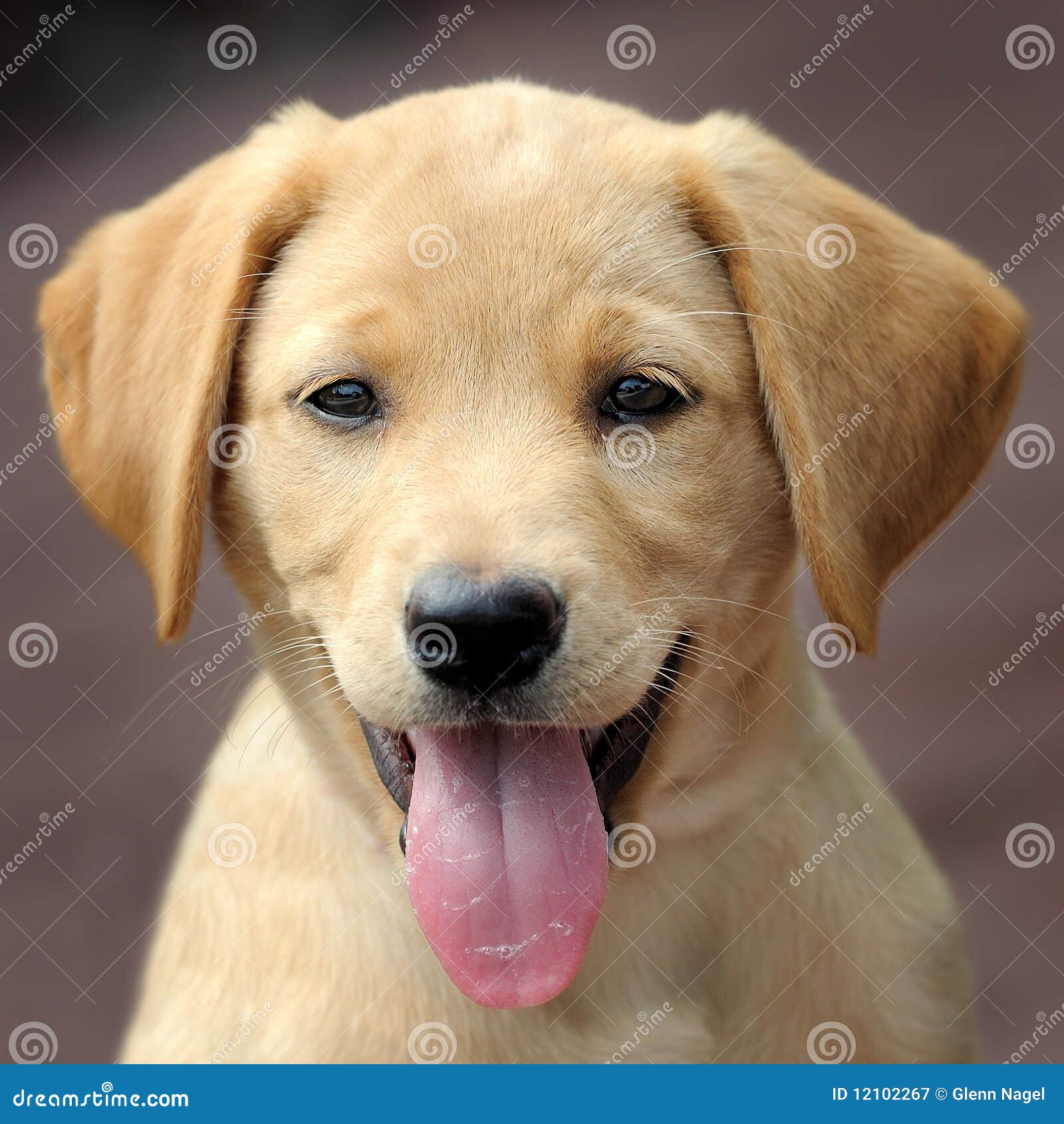 Geel Labrador puppy stock afbeelding. Image of ogen, puppy - 12102267