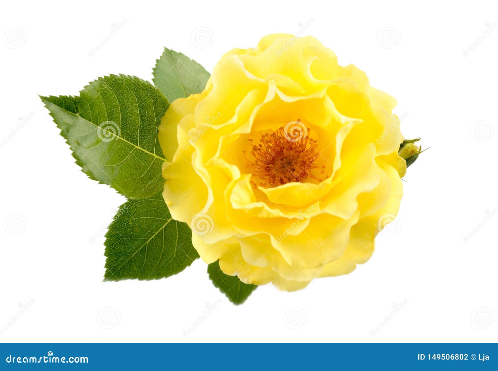 Geel nam toe stock foto. Image of ontwerp, aroma, vakantie - 149506802