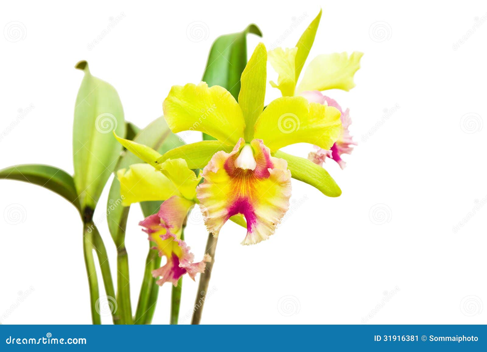 Geel - Roze Orchidee, Cattleya Stock Afbeelding - Image of bloesem ...