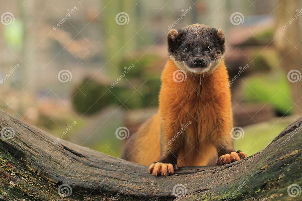 Geel-Throated marter stock foto. Image of nave, glanzen - 23844190