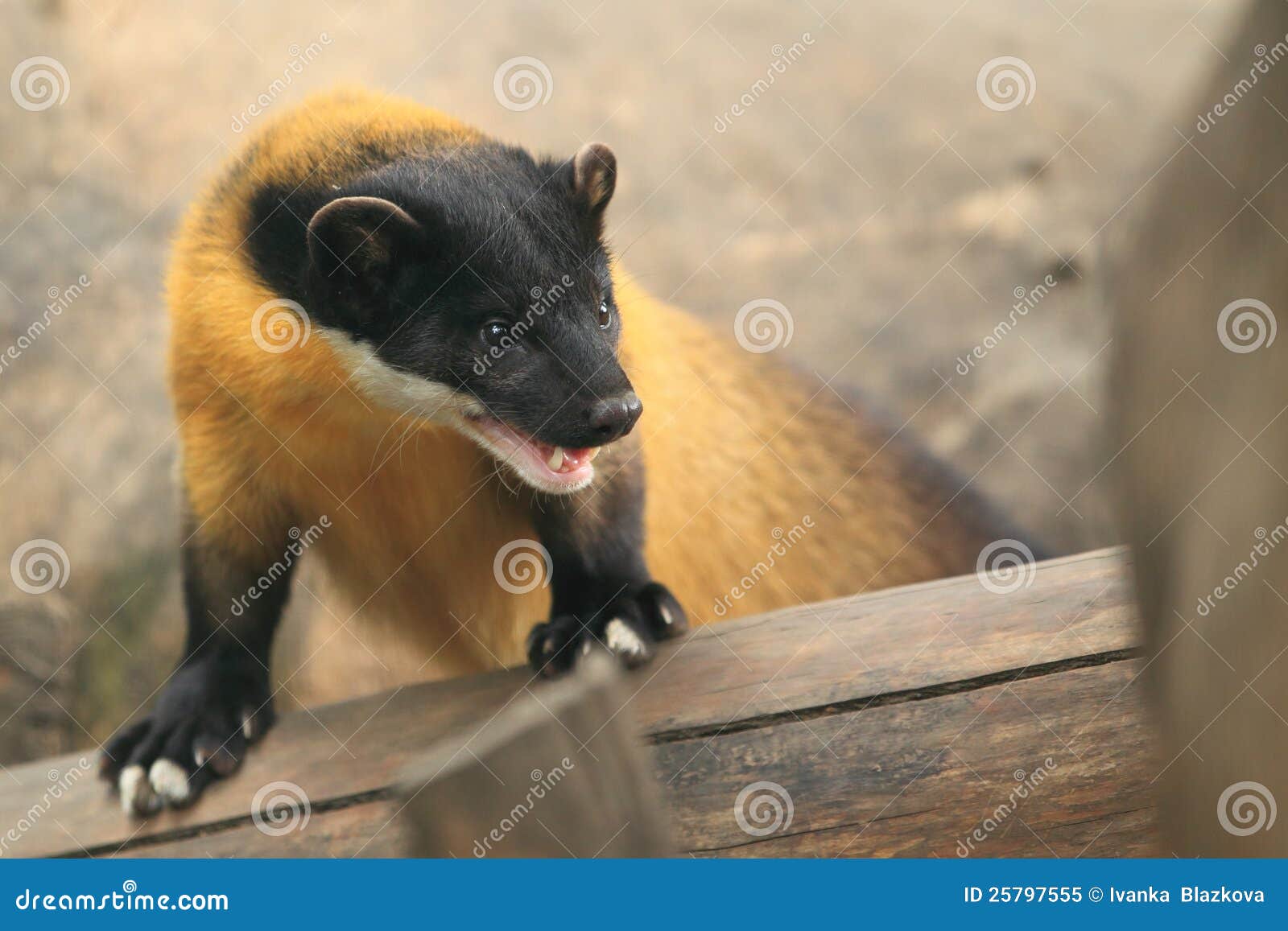 Geel-Throated marter stock afbeelding. Image of mond - 25797555