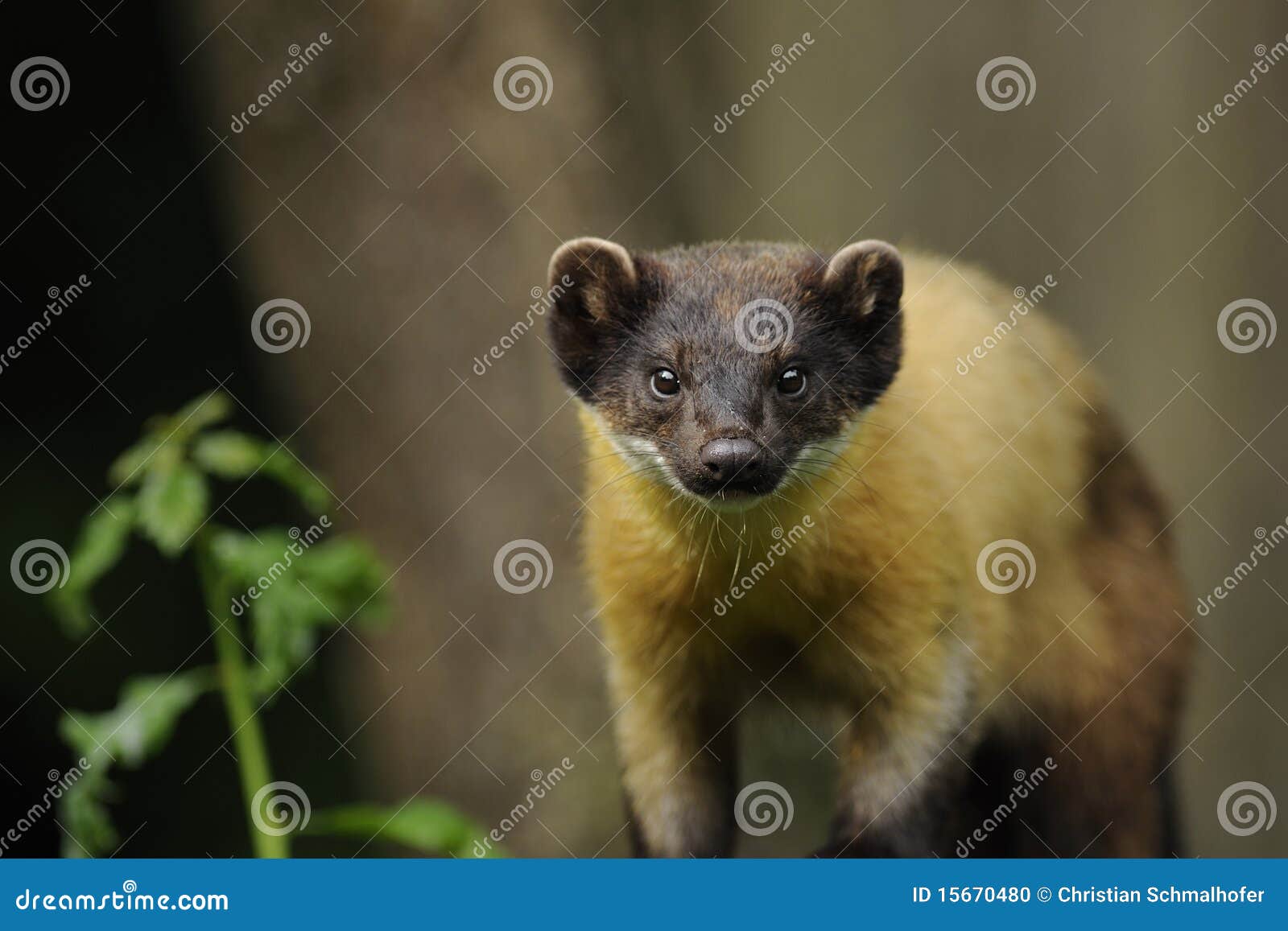 Geel-Throated Marter (flavigula Martes) Stock Foto - Image of laag ...