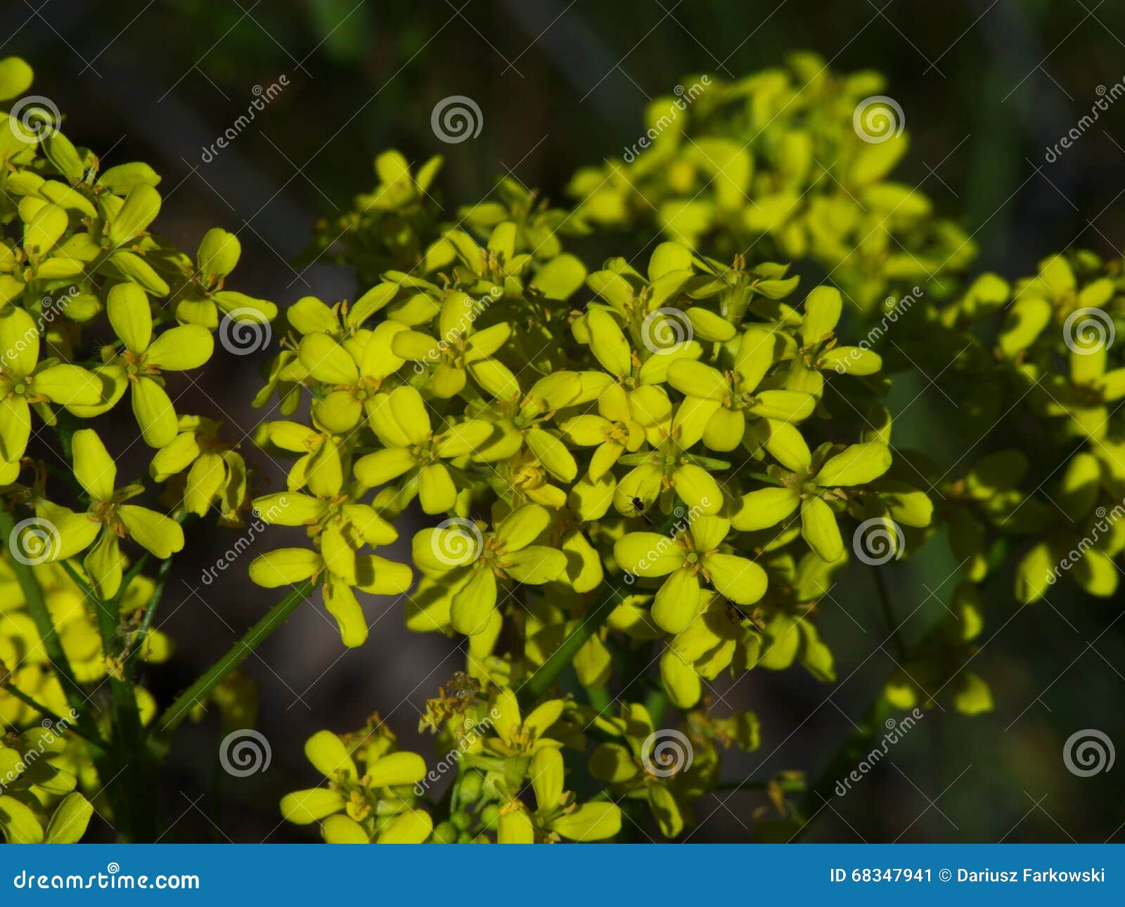 Geel Walstro stock afbeelding. Image of flora, walstro - 68347941