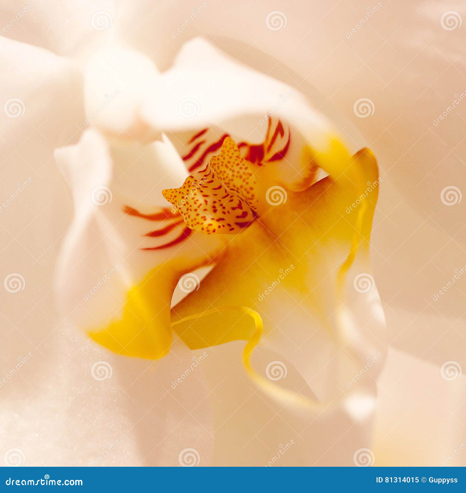 Geel-witte orchidee stock afbeelding. Image of mooi, aroma - 81314015