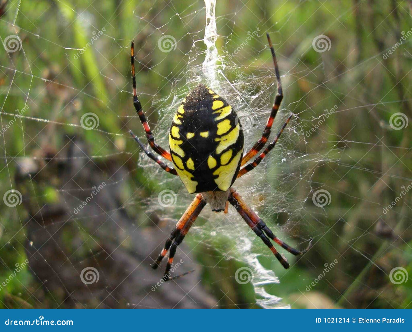 Geel-zwarte spin stock foto. Image of gestript, spin, kwaad - 1021214