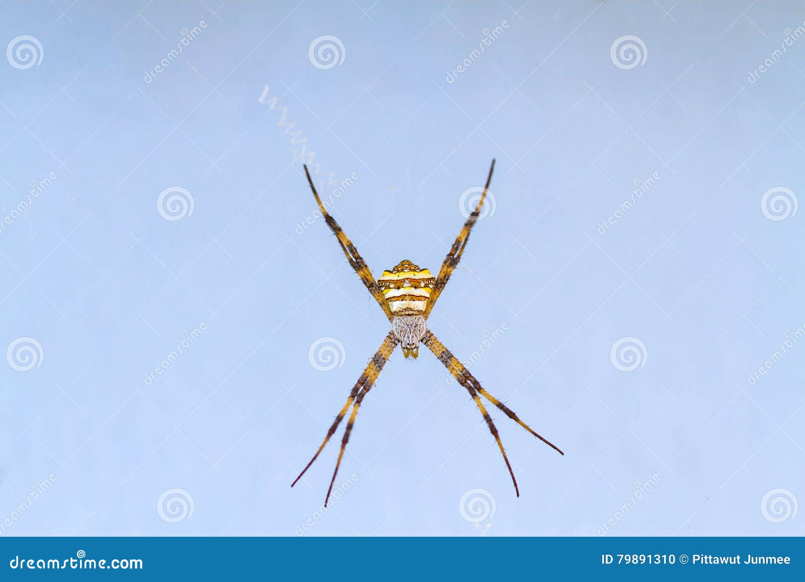 Geel-zwarte Spin in Haar Spiderweb - Versicolor Argiope & X28; Multi ...