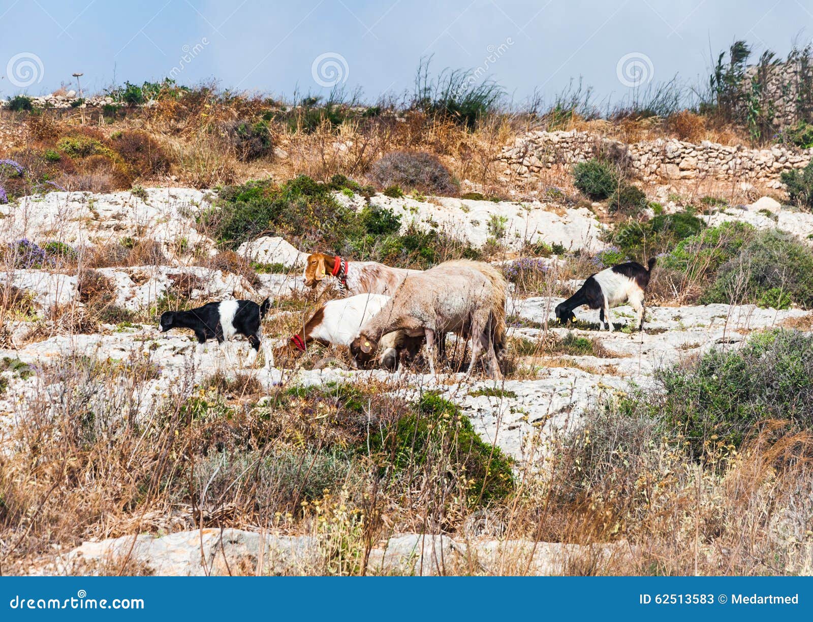 Geep and sheep stock image. Image of rock, nannygoat - 62513583
