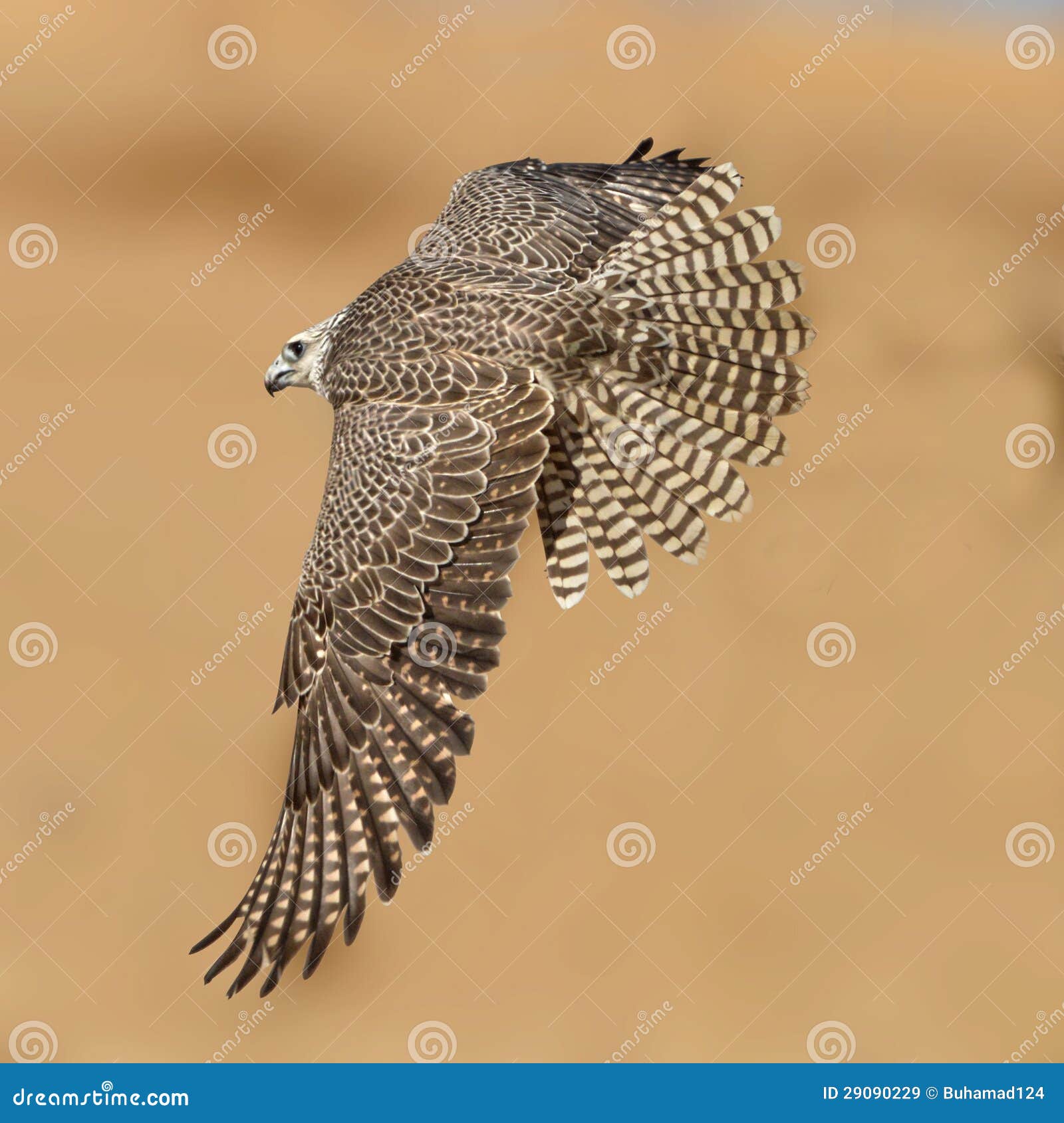 1,087 Arabic Pet Stock Photos - Free & Royalty-Free Stock Photos from ...