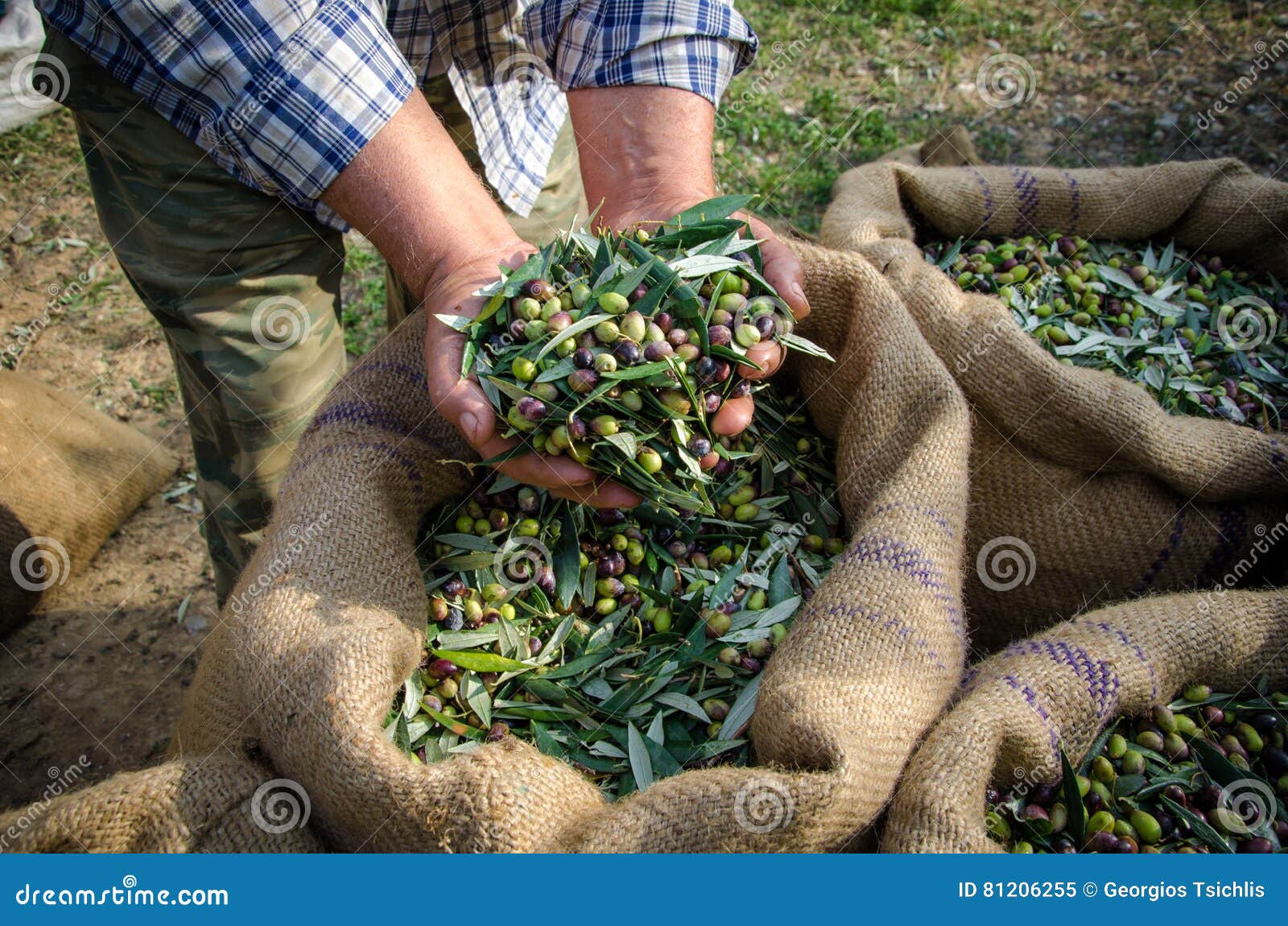 Geerntete Neue Oliven in Den Säcken Stockbild - Bild von nahrung, wiese ...