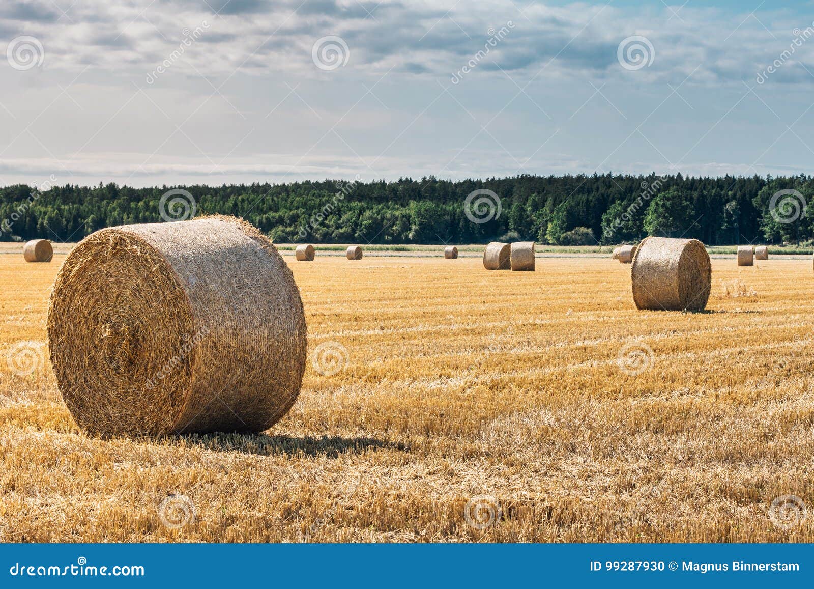 Geerntetes Heufeld Mit Ballen Heu Stockfoto - Bild von aufgewickelt ...