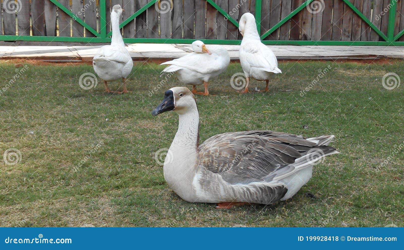 Gees and Ducks Walking on the Floor Stock Photo - Image of giving ...