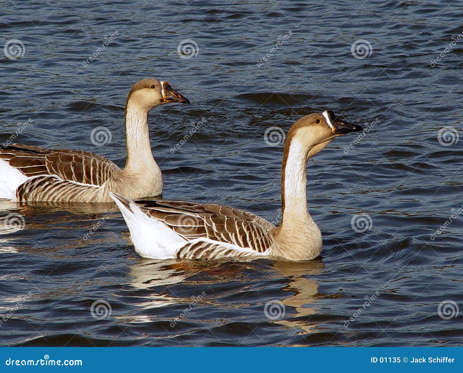 Geese stock image. Image of bird, birds, waterway, geese - 1135