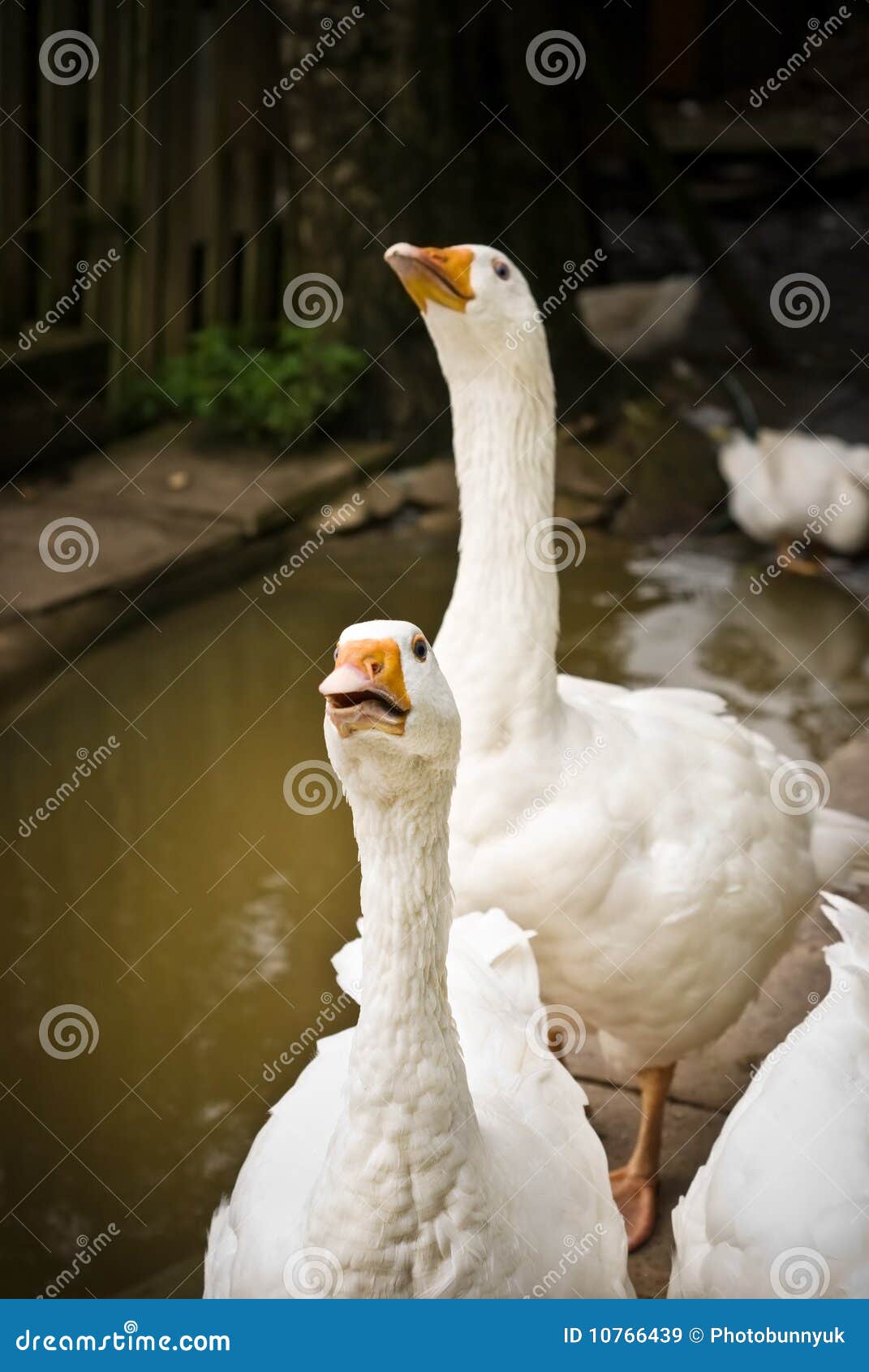 Geese stock image. Image of fowl, cute, curious, nosy - 10766439