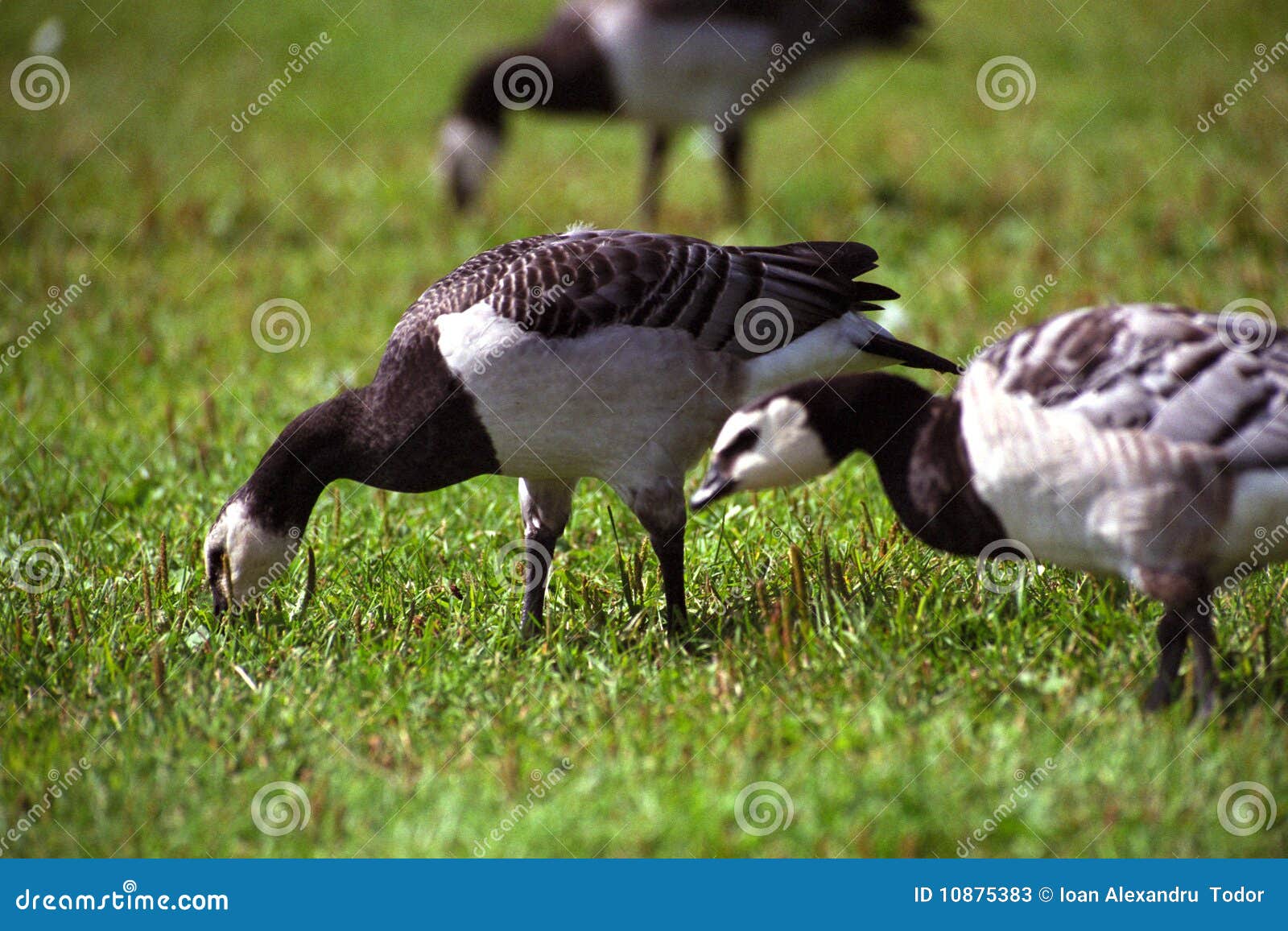 Geese stock image. Image of birds, goose, grey, wild - 10875383