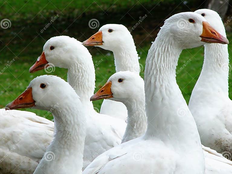 Geese stock photo. Image of farm, fowl, eggs, animal, goose - 11138