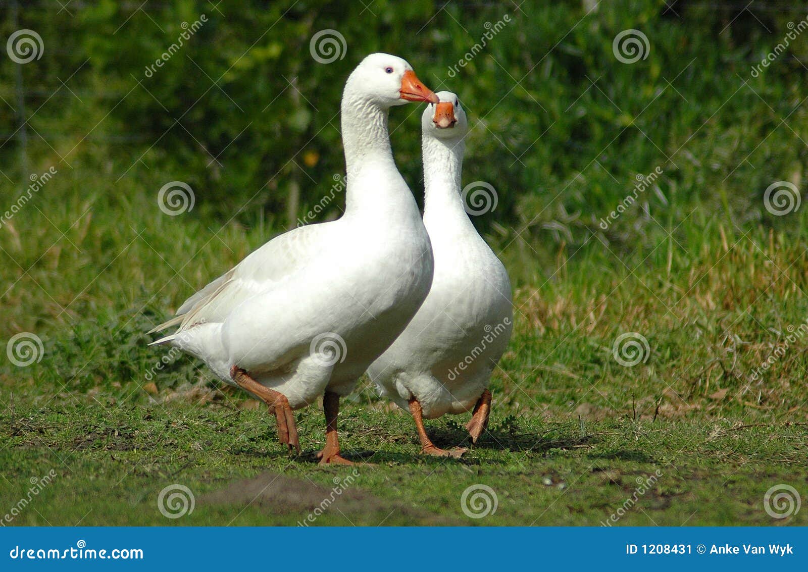 Geese stock image. Image of fowls, feather, duck, christmas - 1208431