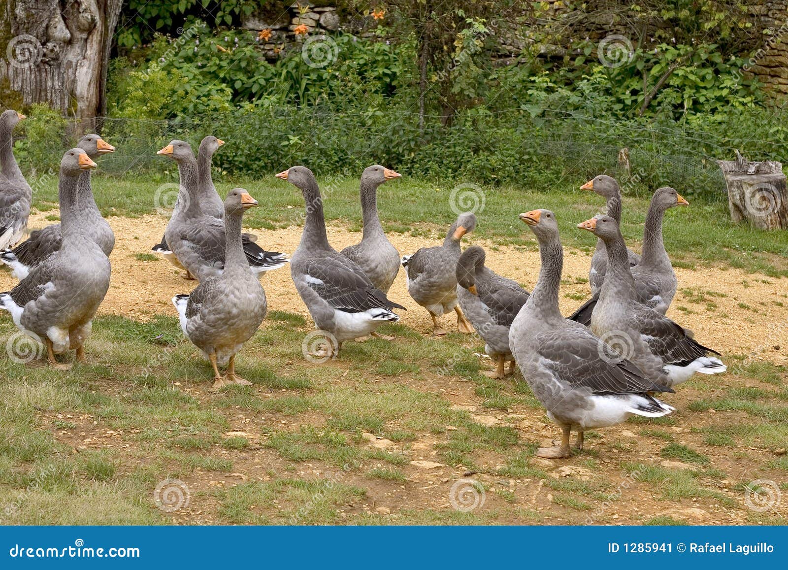 Geese stock image. Image of goose, natural, country, footed - 1285941