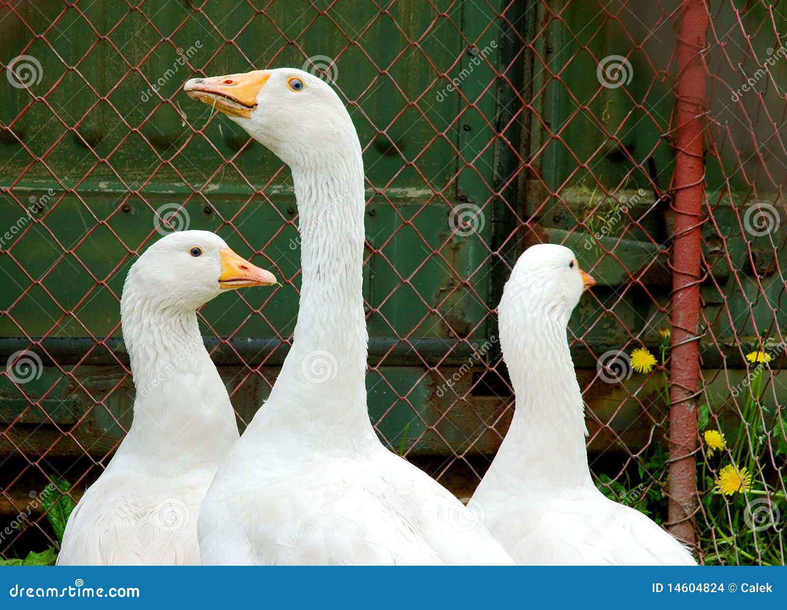 Geese stock photo. Image of neck, agriculture, bird, natural - 14604824