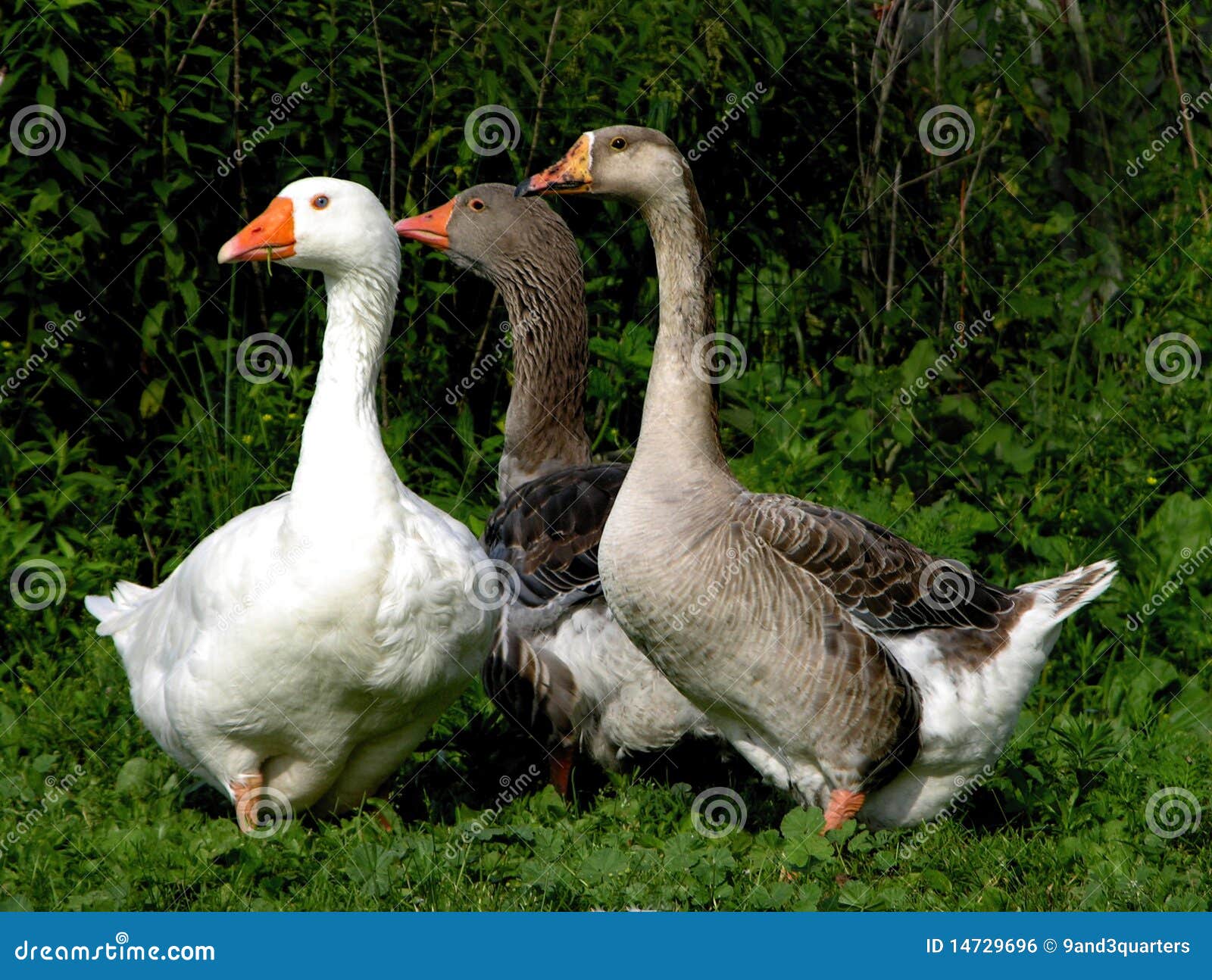Geese stock photo. Image of gander, alert, embden, gaggle - 14729696