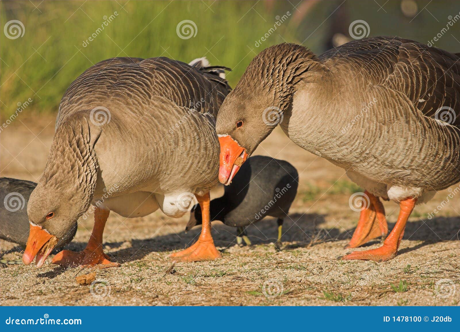 Geese stock photo. Image of bread, feed, geese, goose - 1478100