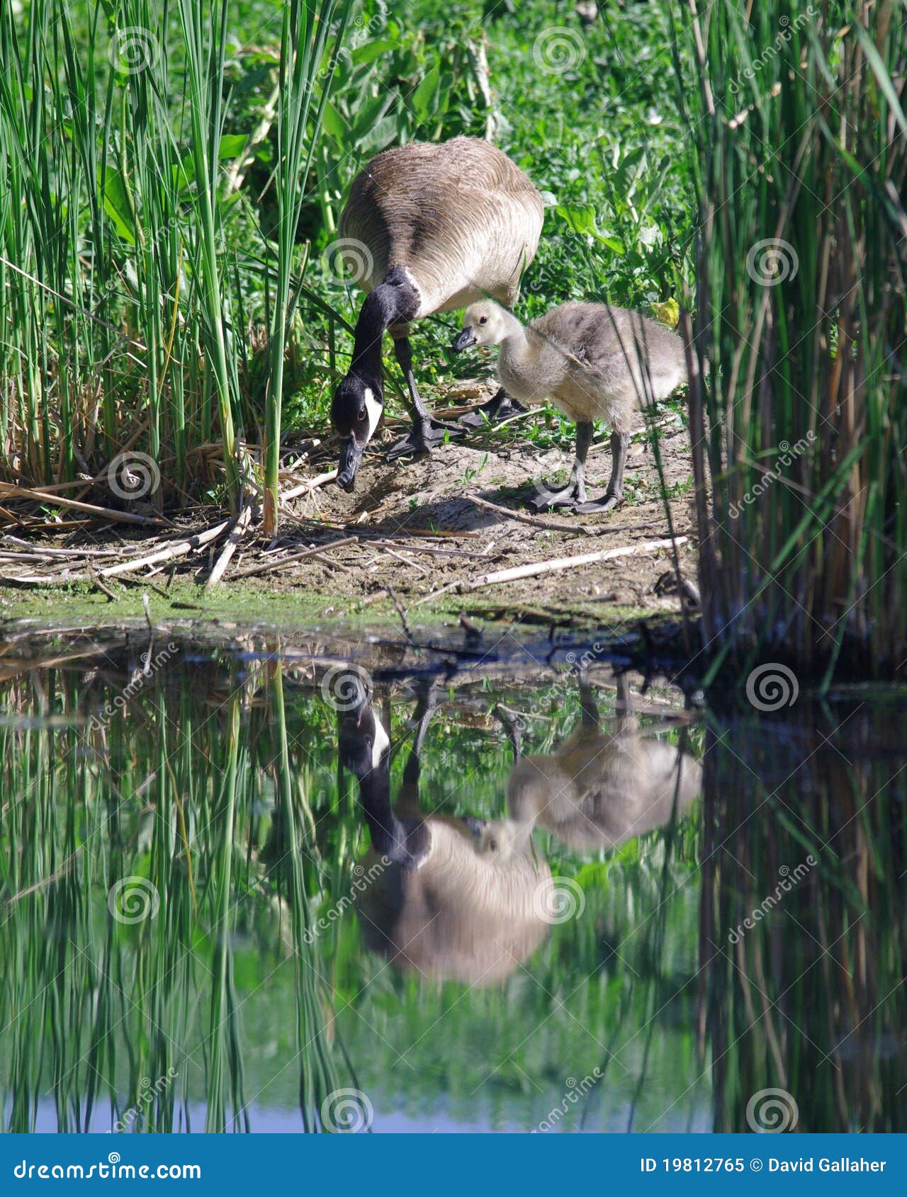 Geese stock image. Image of goose, family, cuddling, fowl - 19812765