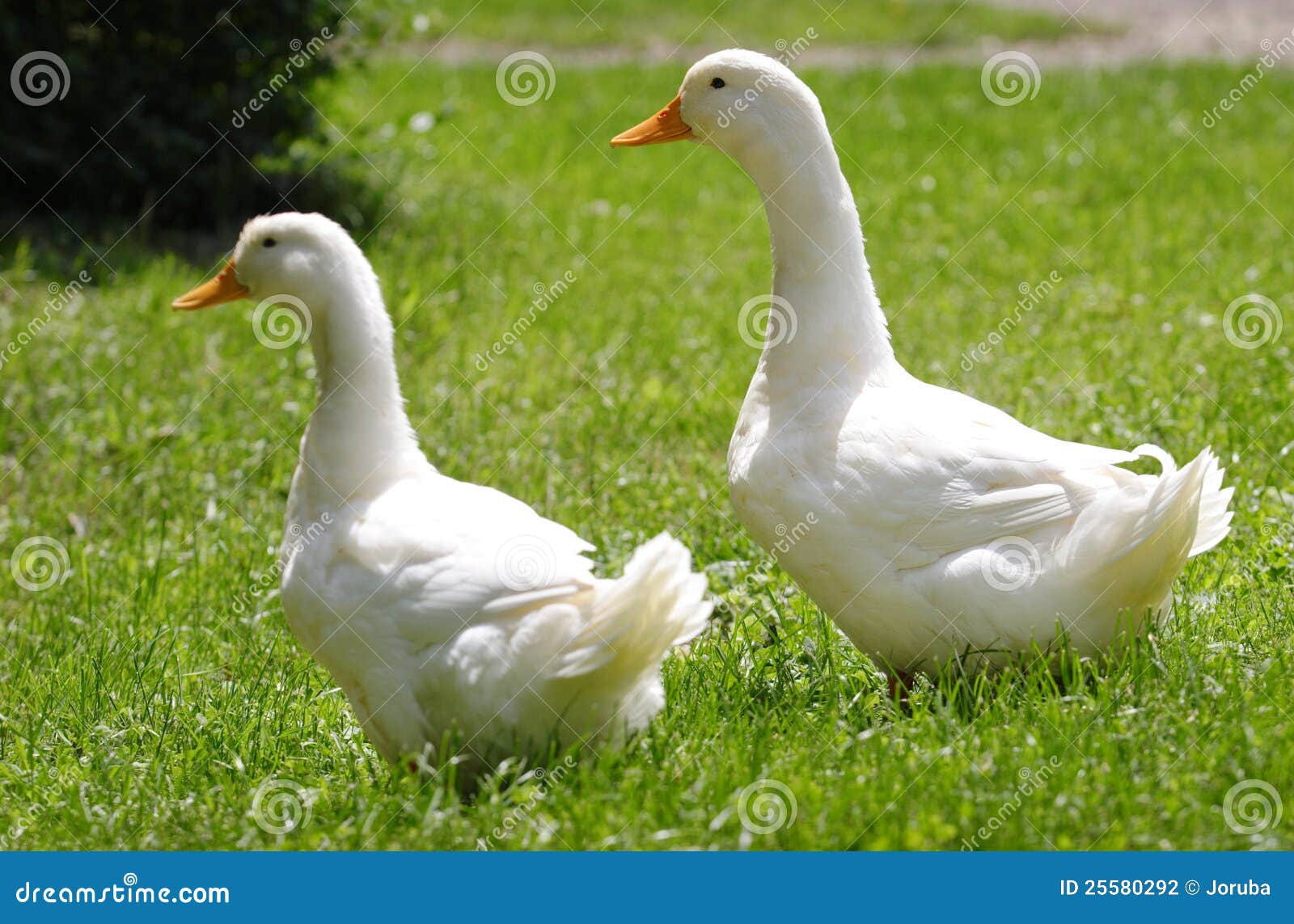 Geese stock photo. Image of grass, domestic, preen, garden - 25580292
