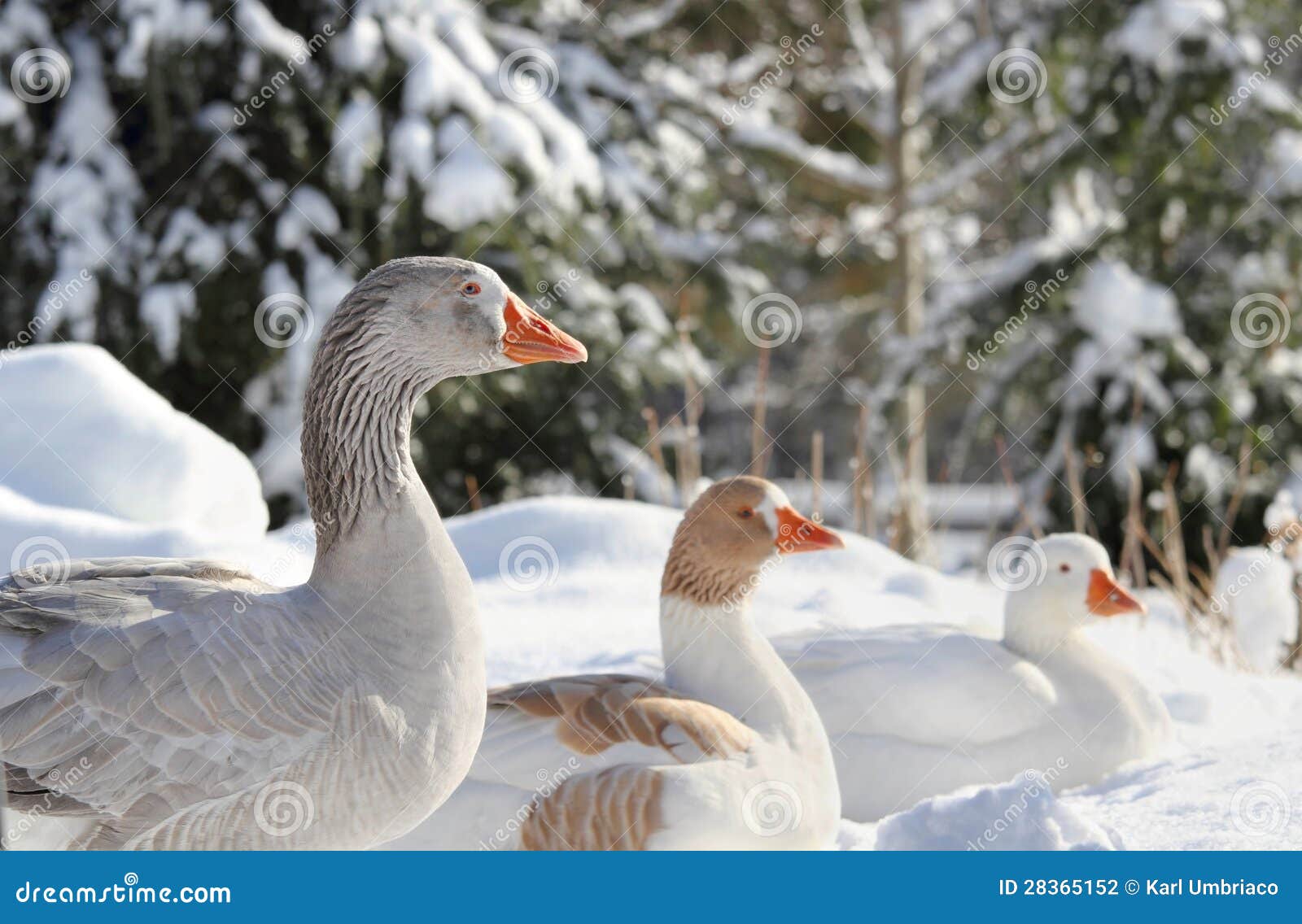Geese stock photo. Image of resting, farm, domestic, winter - 28365152