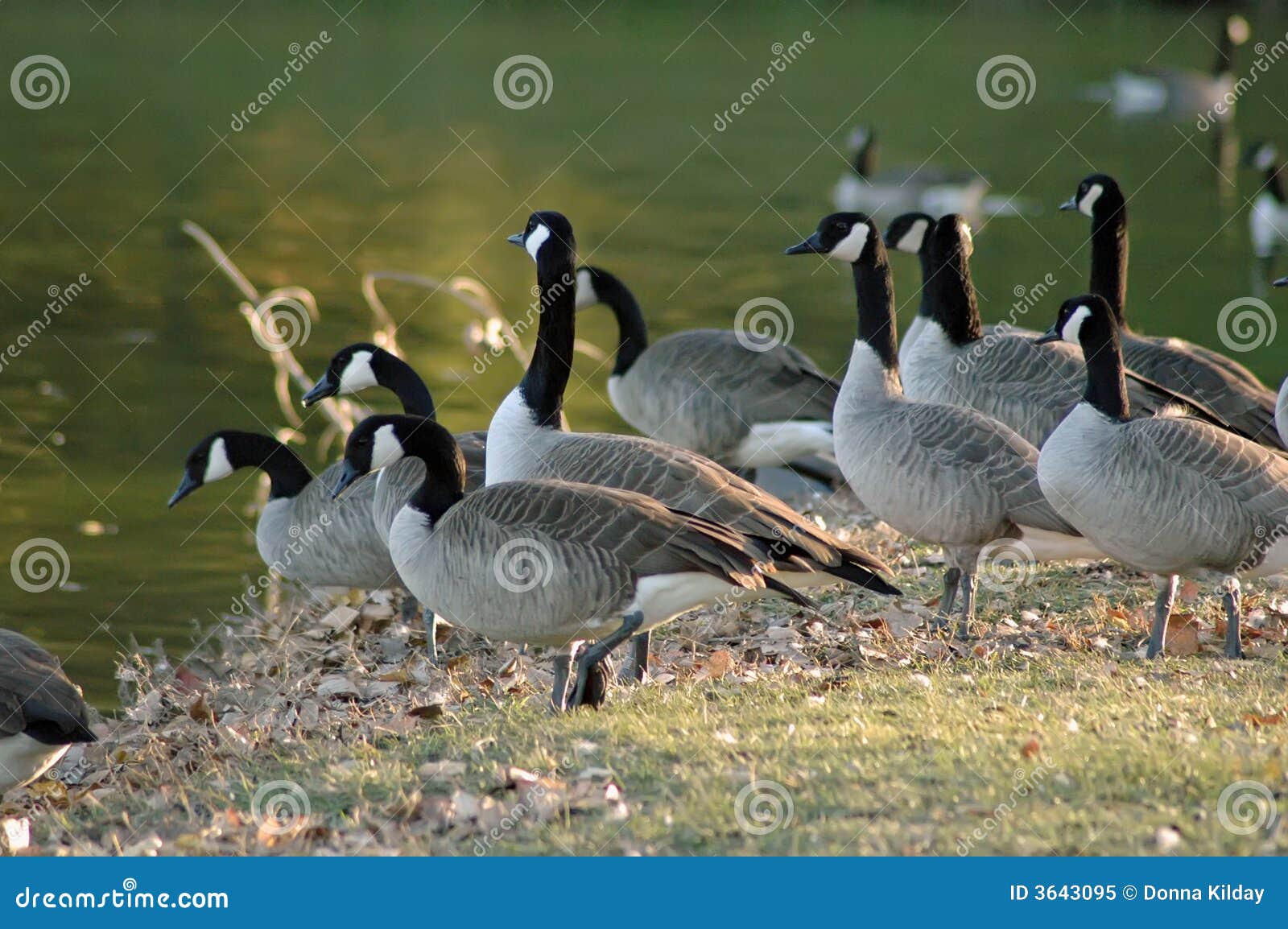 Geese stock image. Image of wildlife, season, water, nature - 3643095