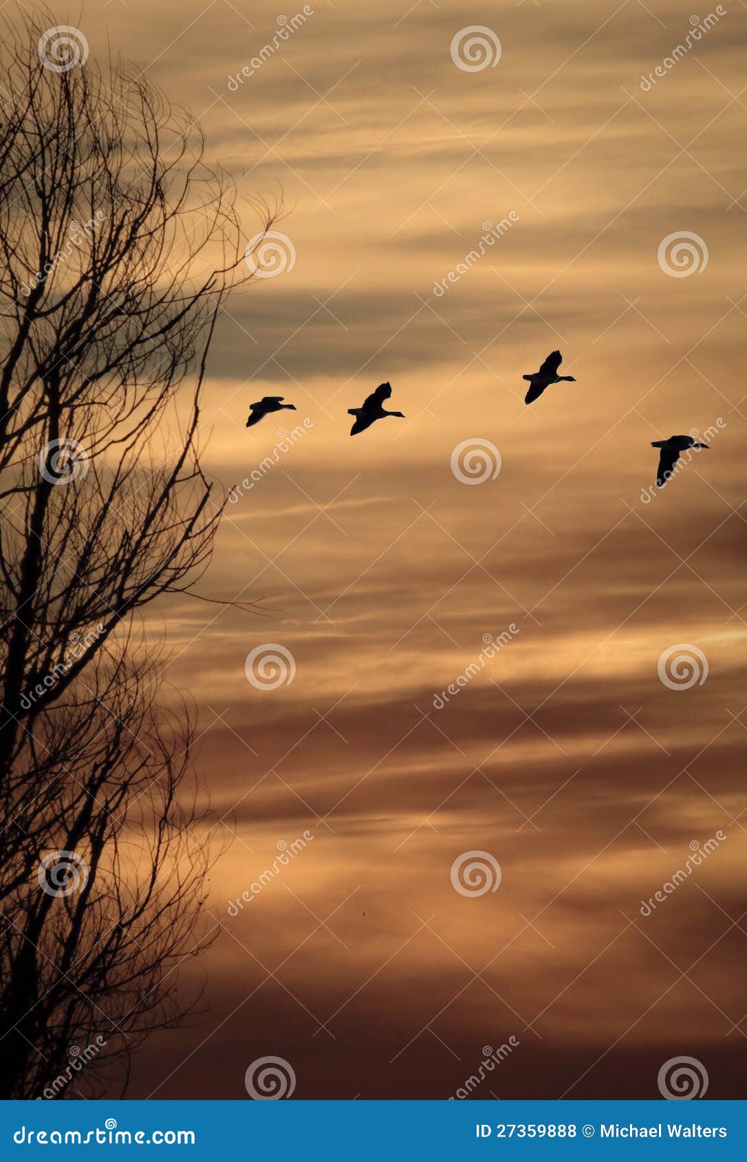 Geese against sunset stock photo. Image of geese, idyllic - 27359888