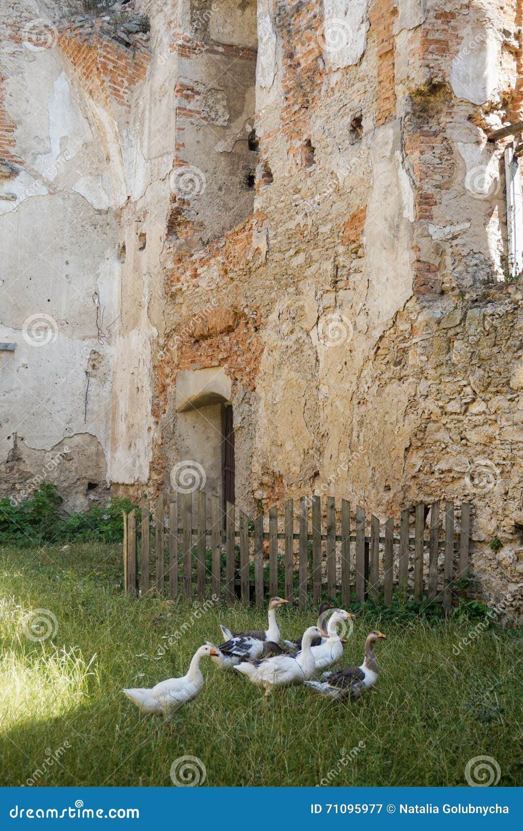 Geese in the Area of Old Fortress Stock Image - Image of ancient ...
