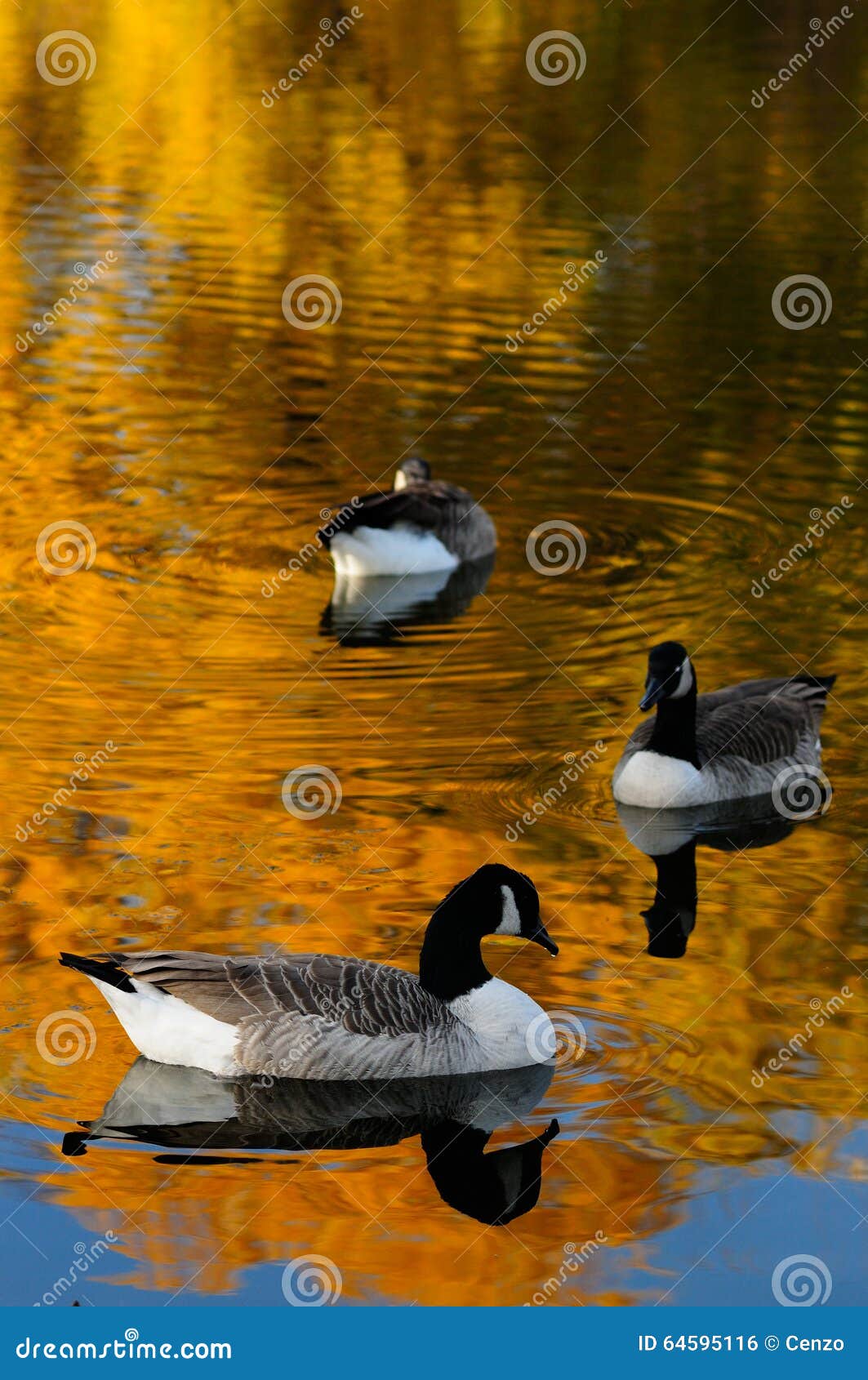 Geese in autumn stock photo. Image of meadow, montreal - 64595116